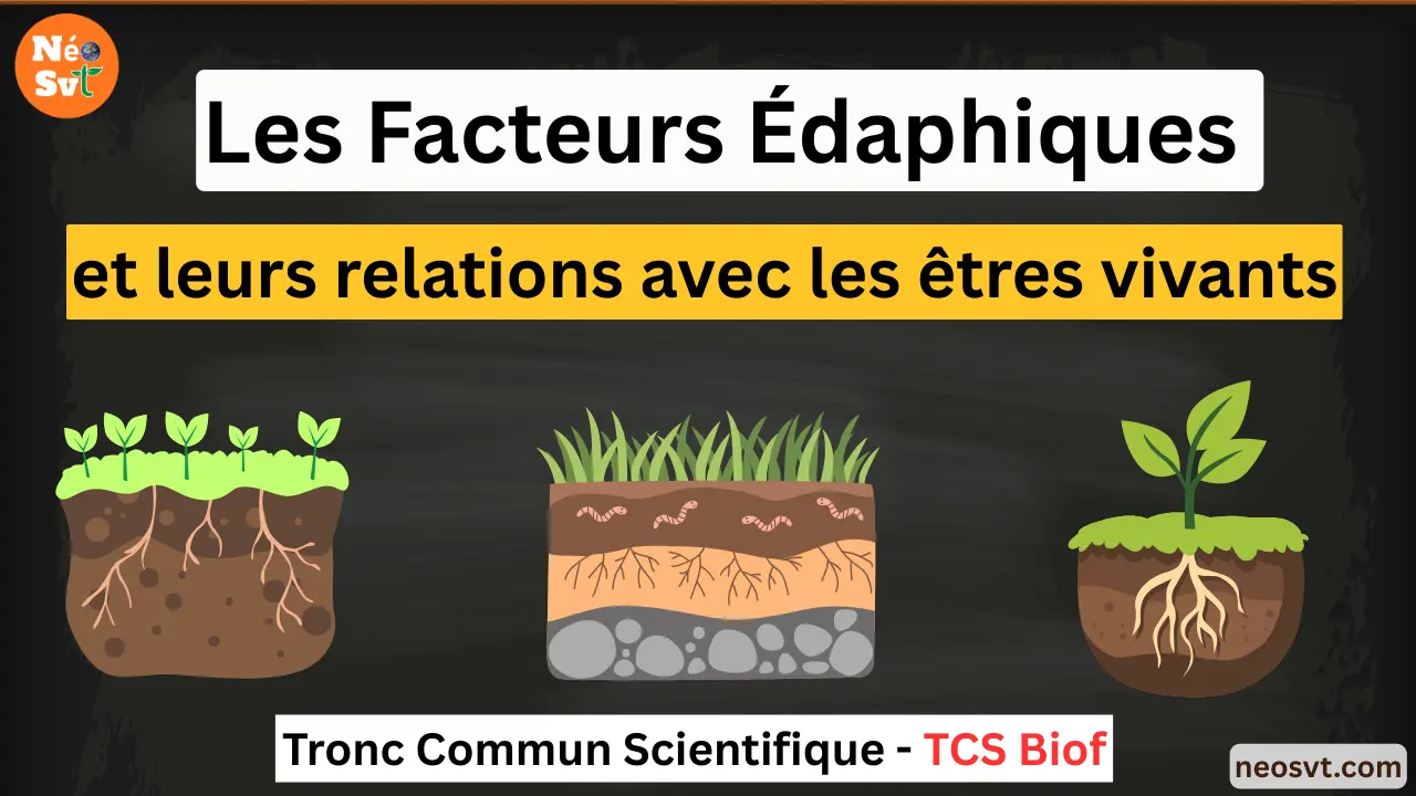 Les Facteurs Édaphiques : Cours Complet (TCS Biof) - NéoSvt